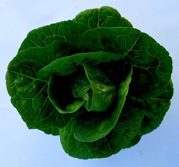 12 Lettuce Mini Cos | Products - Gro Well