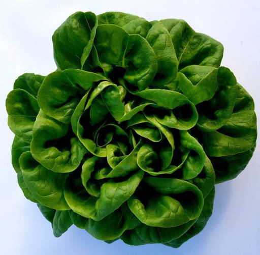 Lettuce Single Head | Products - Gro Well