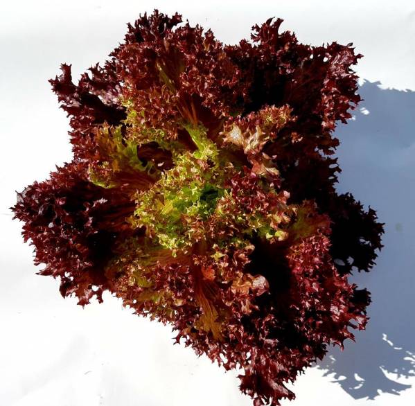12 Lettuce Red Frill | Products - Gro Well