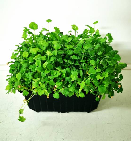 Coriander | Products - Gro Well