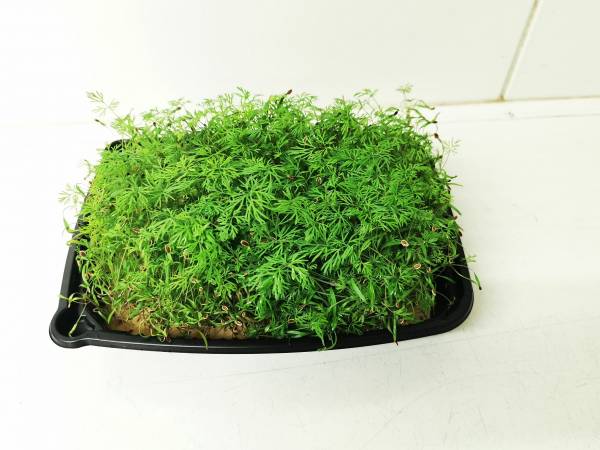 Micro Dill | Products - Gro Well